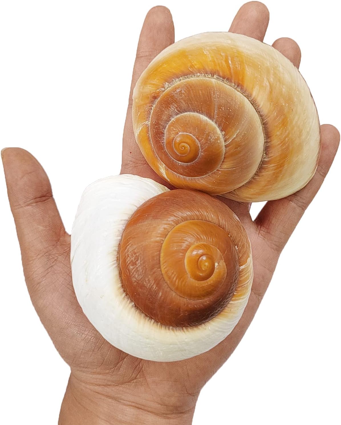 Amazon.com: 3 PCS Natural Hermit Crab Conch Shells Decor, 2.7-3.5 Inch ...