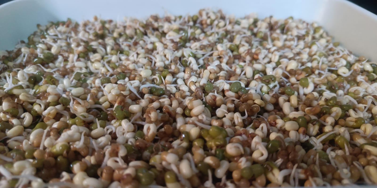 Anirdesh Garden Seed Sprouter Tray Bpa Free Pp Soil-Free Big Capacity ...