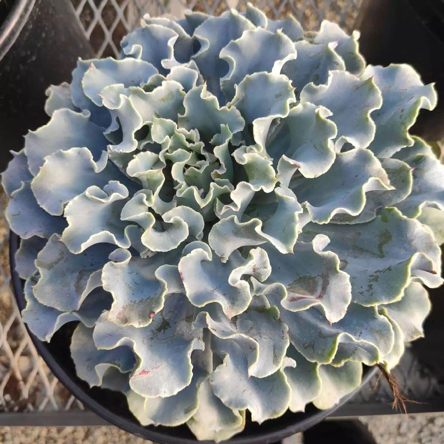 Amazon.com : Echeveria 'Blue Frills' Succulent Plant : Patio, Lawn & Garden