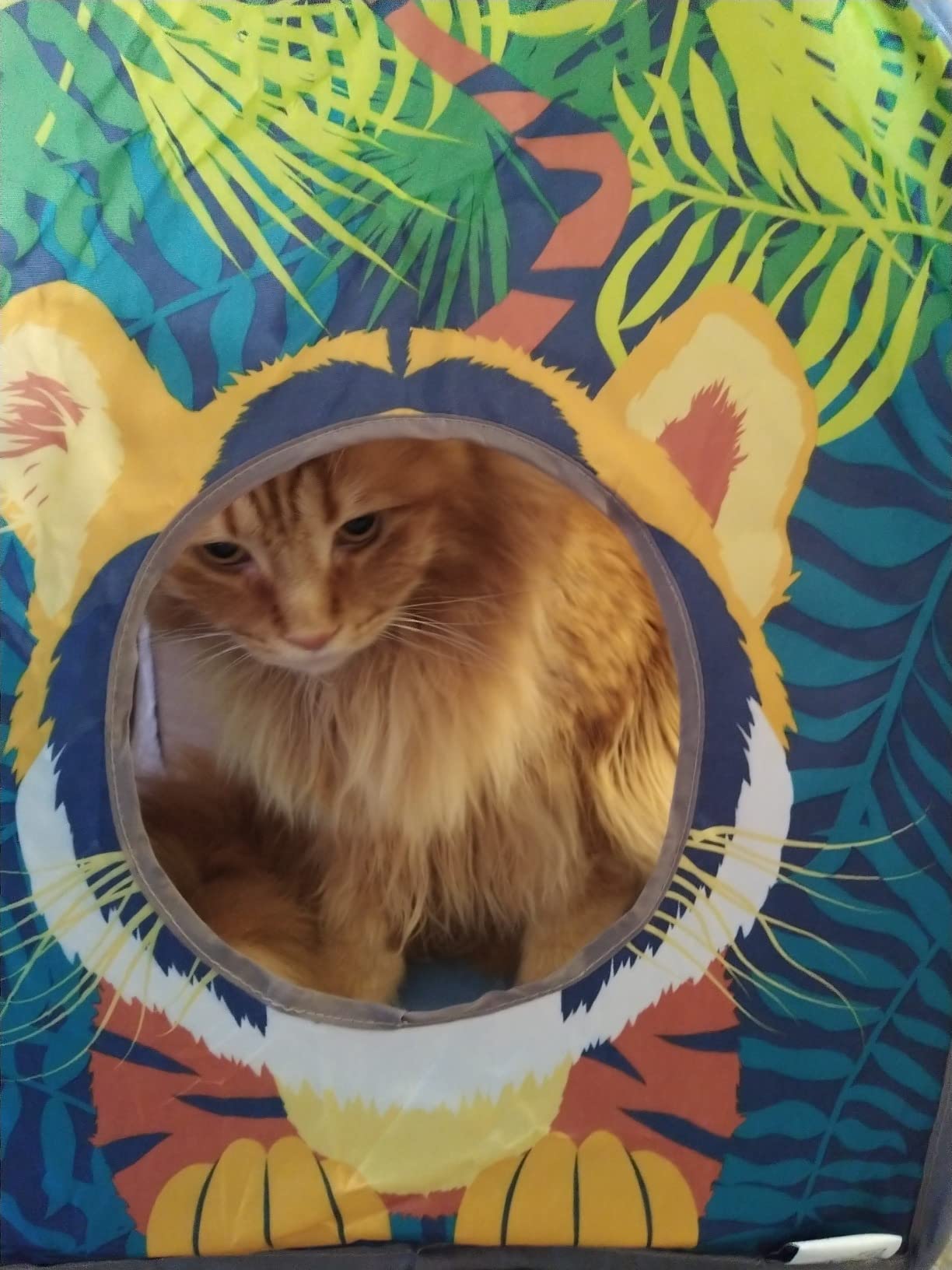 Kitty City Pop Open Jungle Combo,Collapsible Cat Cube, Play Kennel, Cat ...