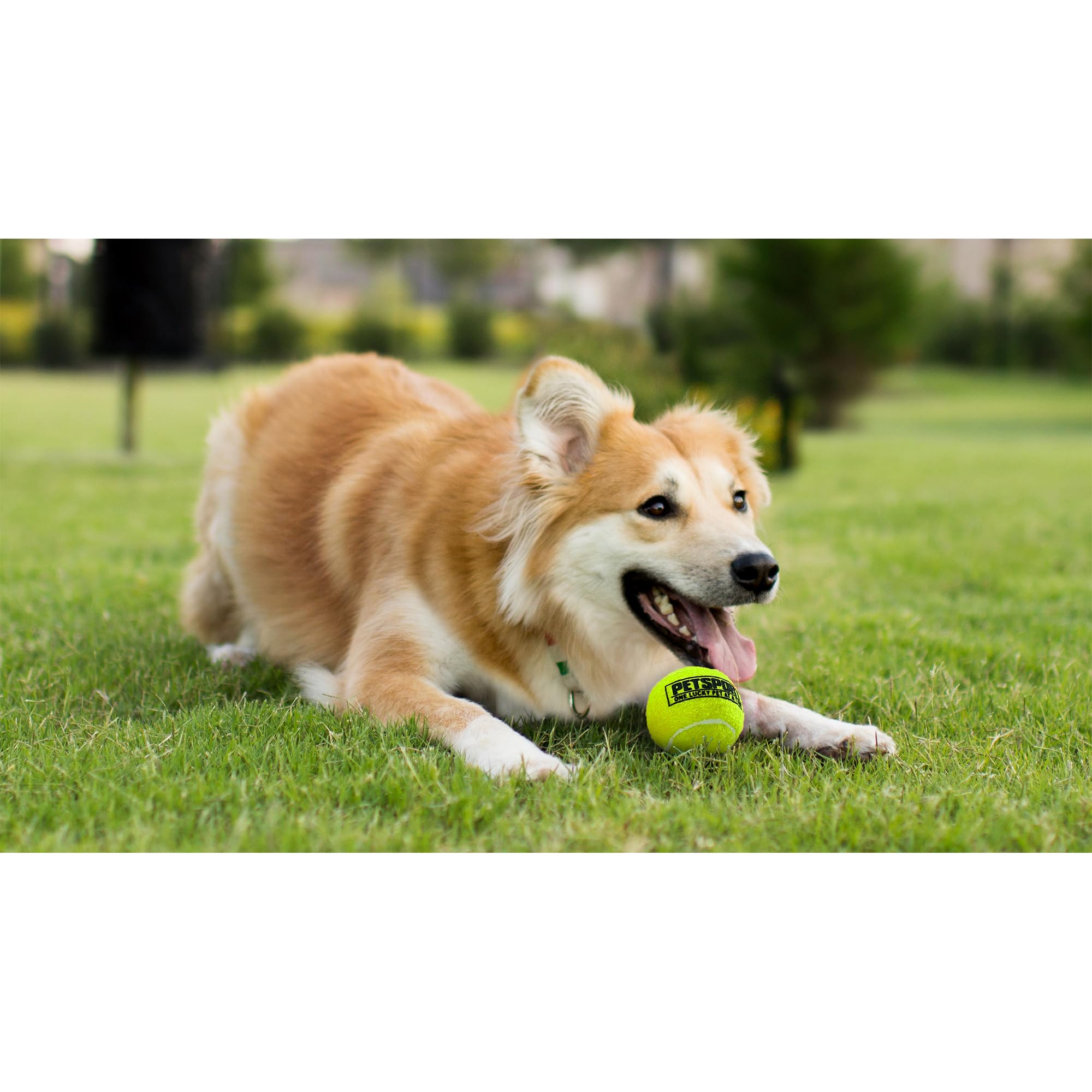 Snapklik.com : PetSport Yellow Tennis Ball Dog Toys 12 Pack Medium (2.5 ...