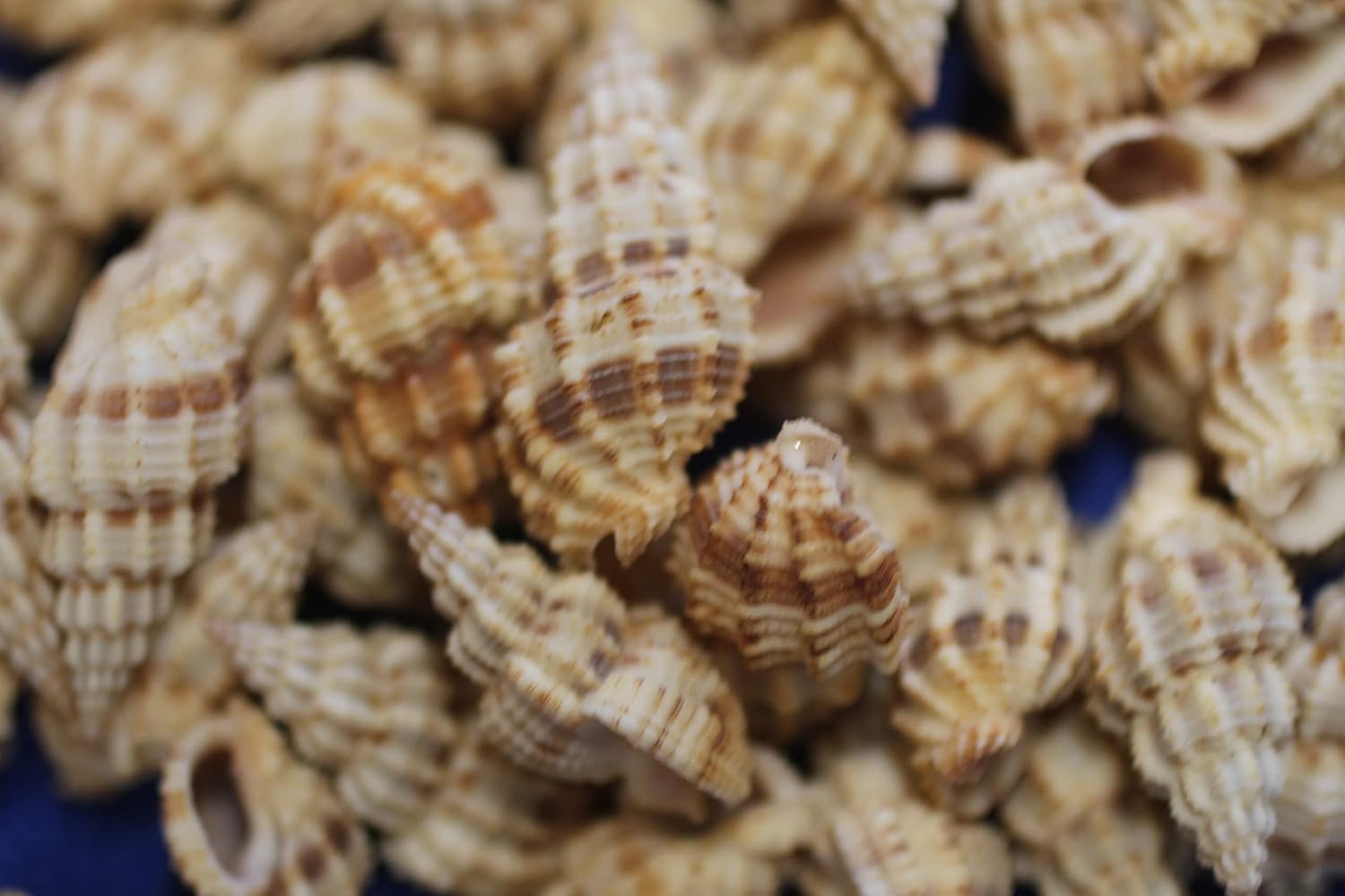 Amazon.com: Phos senticosus Seashells,(1 LB per Package) Add Beautiful ...