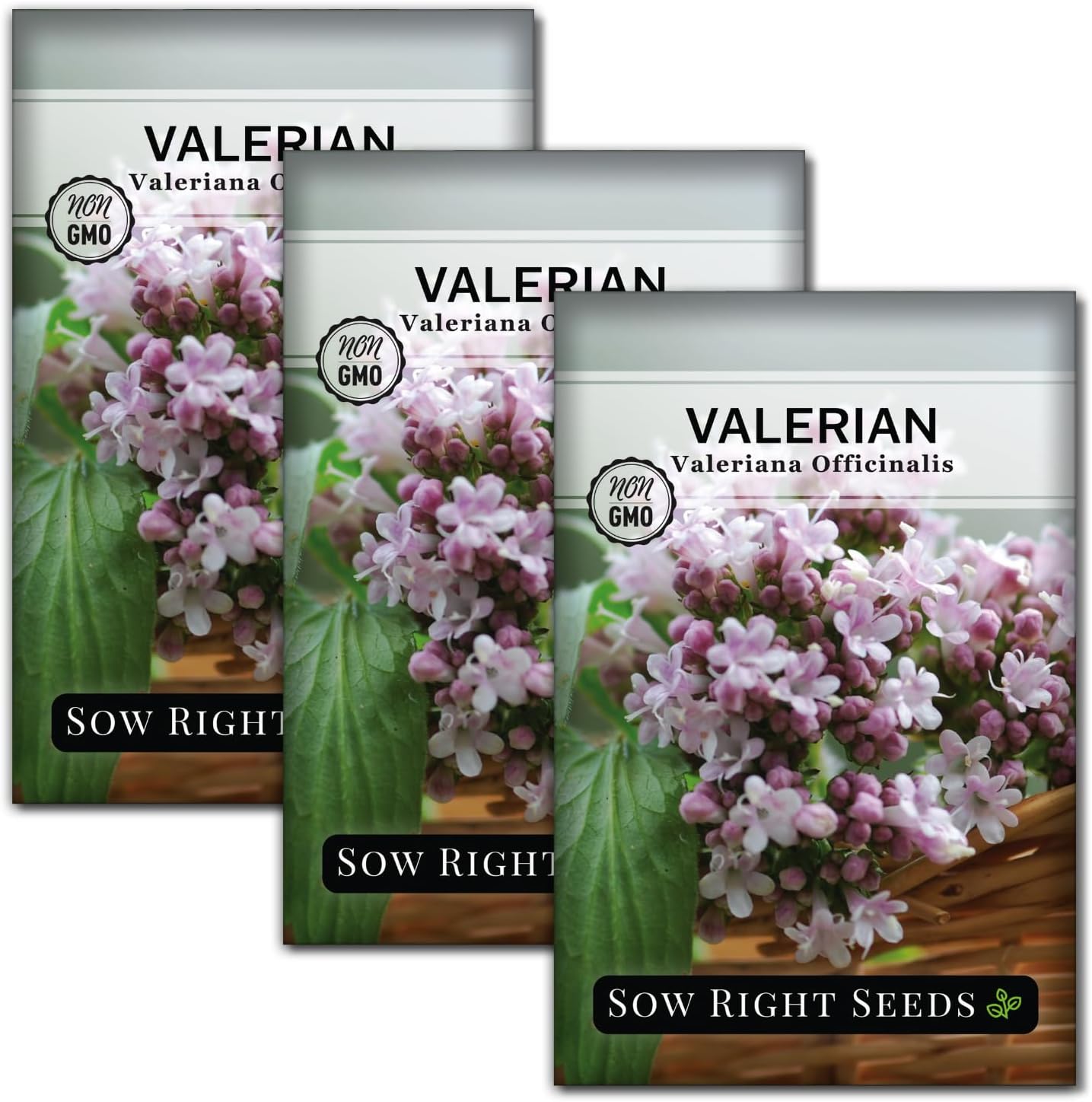 Amazon.com : Sow Right Seeds - Valerian Seeds for Planting - Non-GMO ...