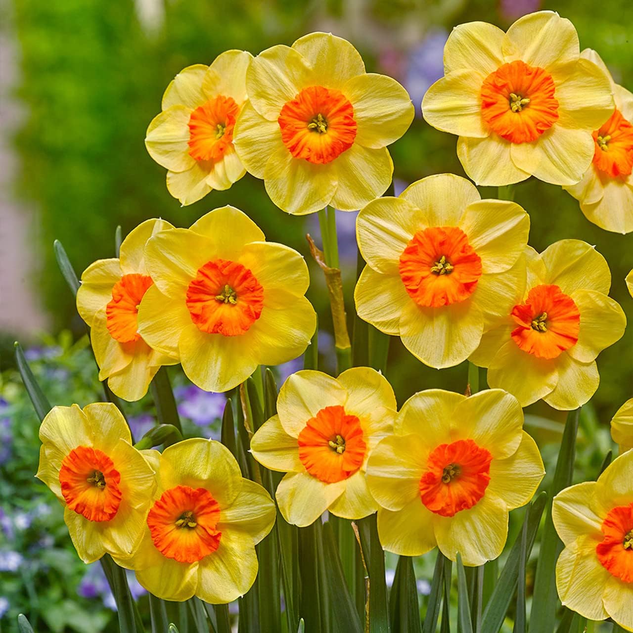 Amazon.com : Votaniki Jonquilla Daffodil Kedron Bulbs - Perennial Multi ...