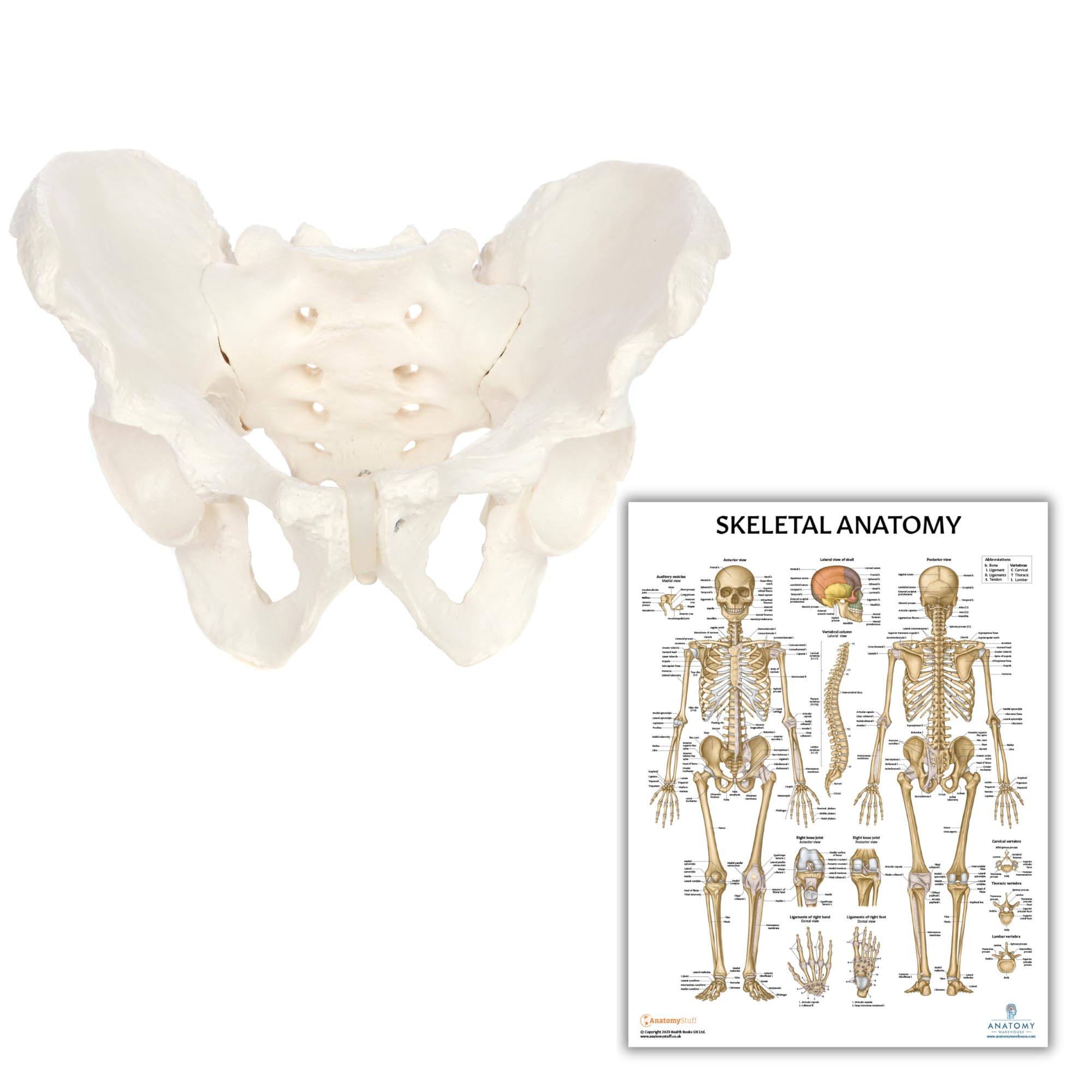 Axis Scientific Male Pelvis Model, Life Size Pelvic Human Anatomy ...