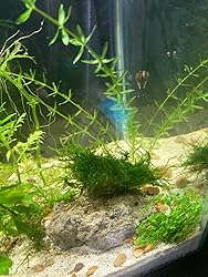Amazon.com: Marcus Fish Tanks Christmas Moss Vesicularia Montagnei Live ...