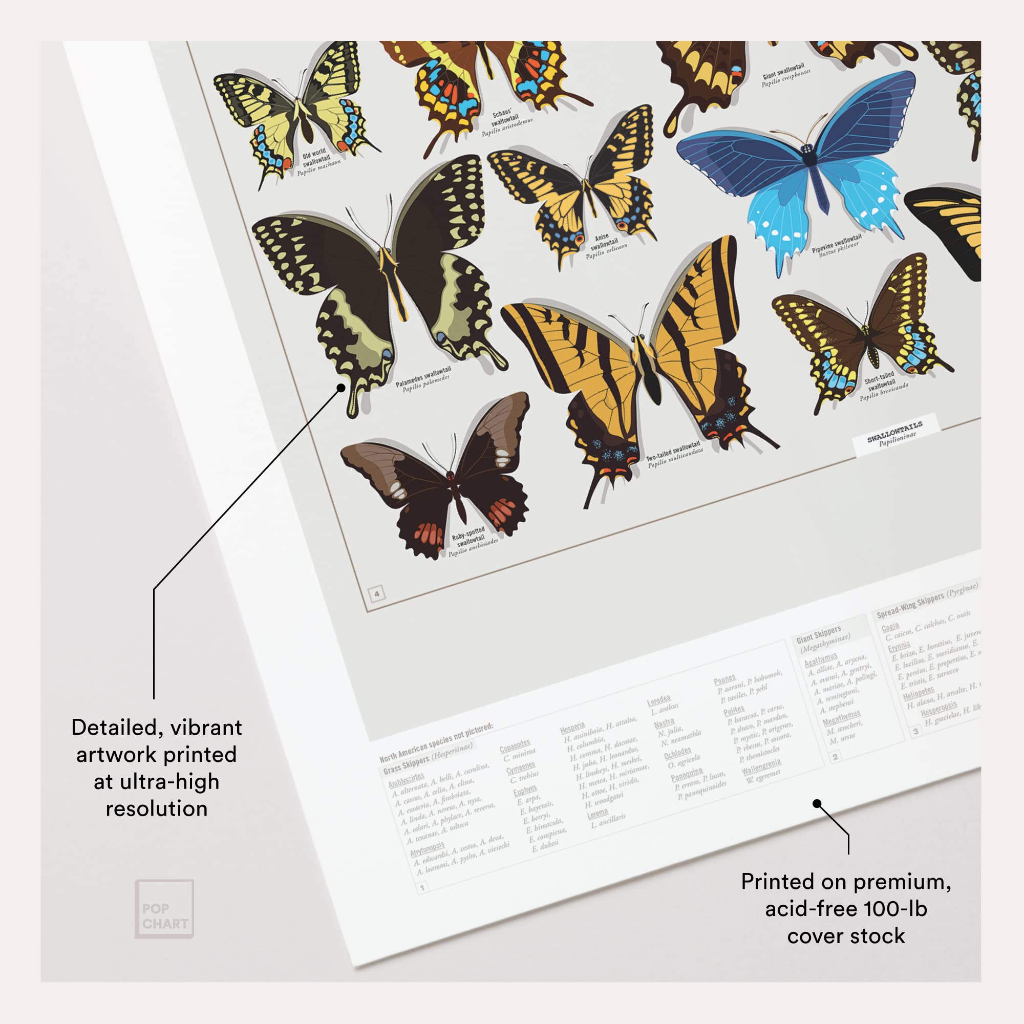 North American Butterfly Chart