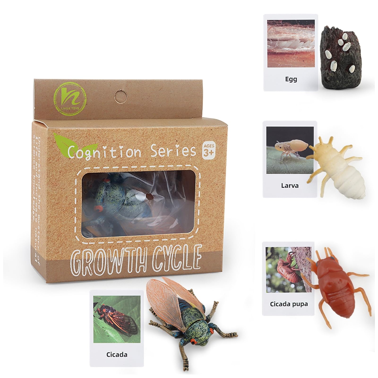 Snapklik.com : MIKNEKE Montessori Life Cycle Animal Insect Figurines ...