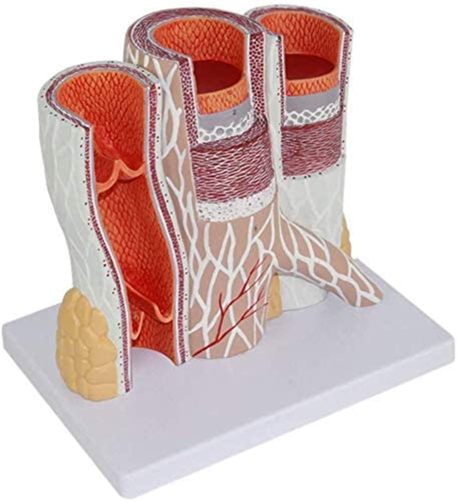Buy Human Blood Vessel Structure Arteriovenous Model - Human Anatomical ...