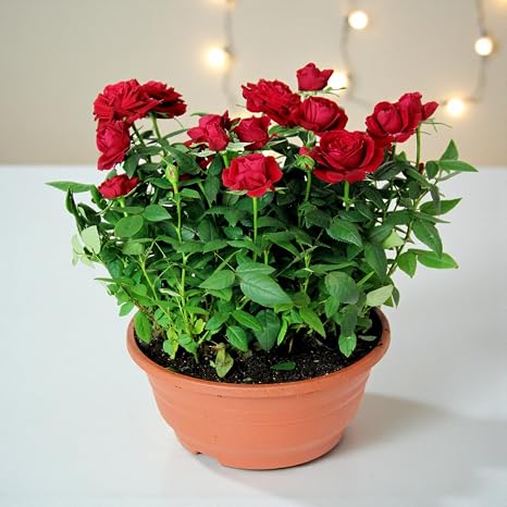 Carbeth Plants Kordana Indoor Plant Red Rose in 19cm Bowl Pot - Live ...