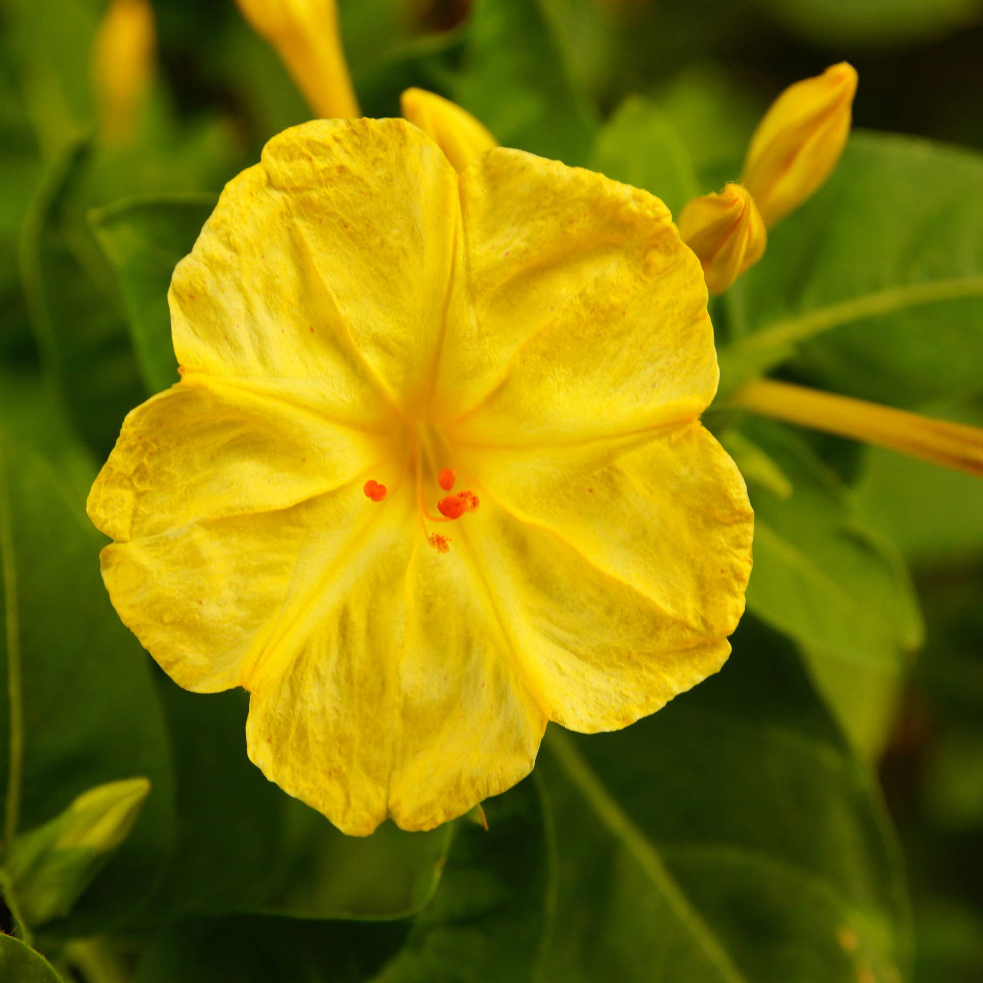 Amazon.com : Outsidepride 1 lb. Perennial Mirabilis Jalapa Four O ...