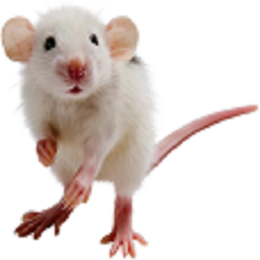 Whack A Rat - App on the Amazon Appstore