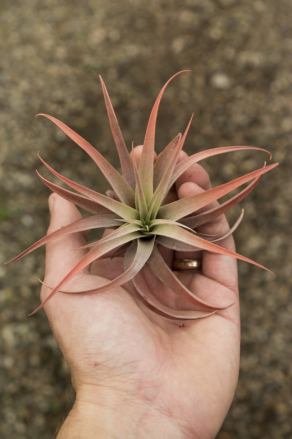 Amazon.com : Air Plant Tillandsia Capitata Peach Enhanced Garden in the ...