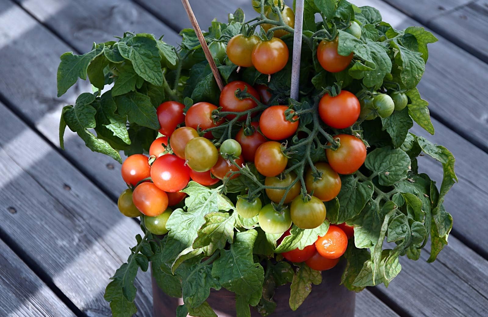 Amazon.com : 50 Tiny Tim Tomato Seeds - Patio Tomato, Dwarf Heirloom ...