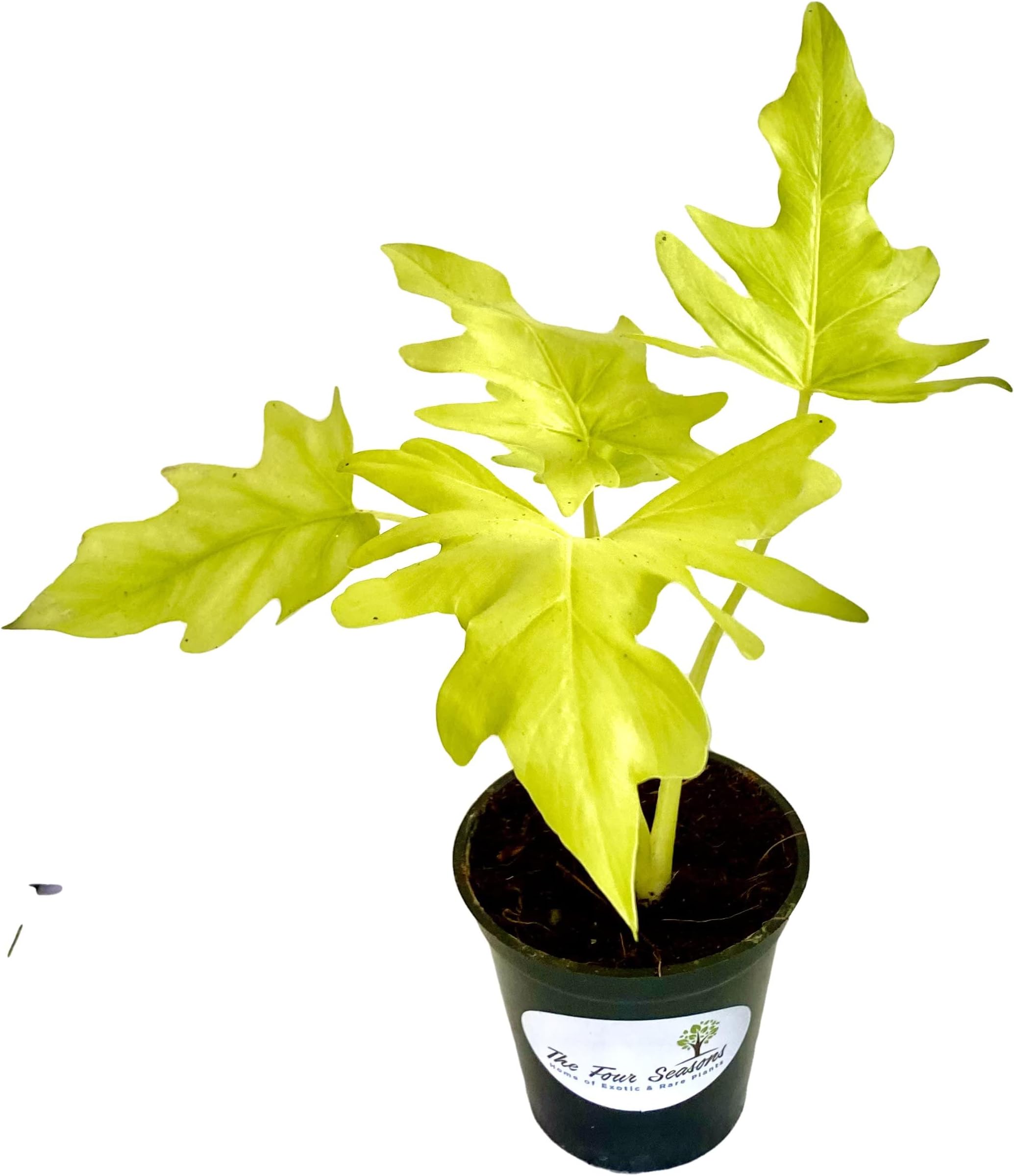 The Four Seasons Philodendron Selloum Golden | Philodendron ...