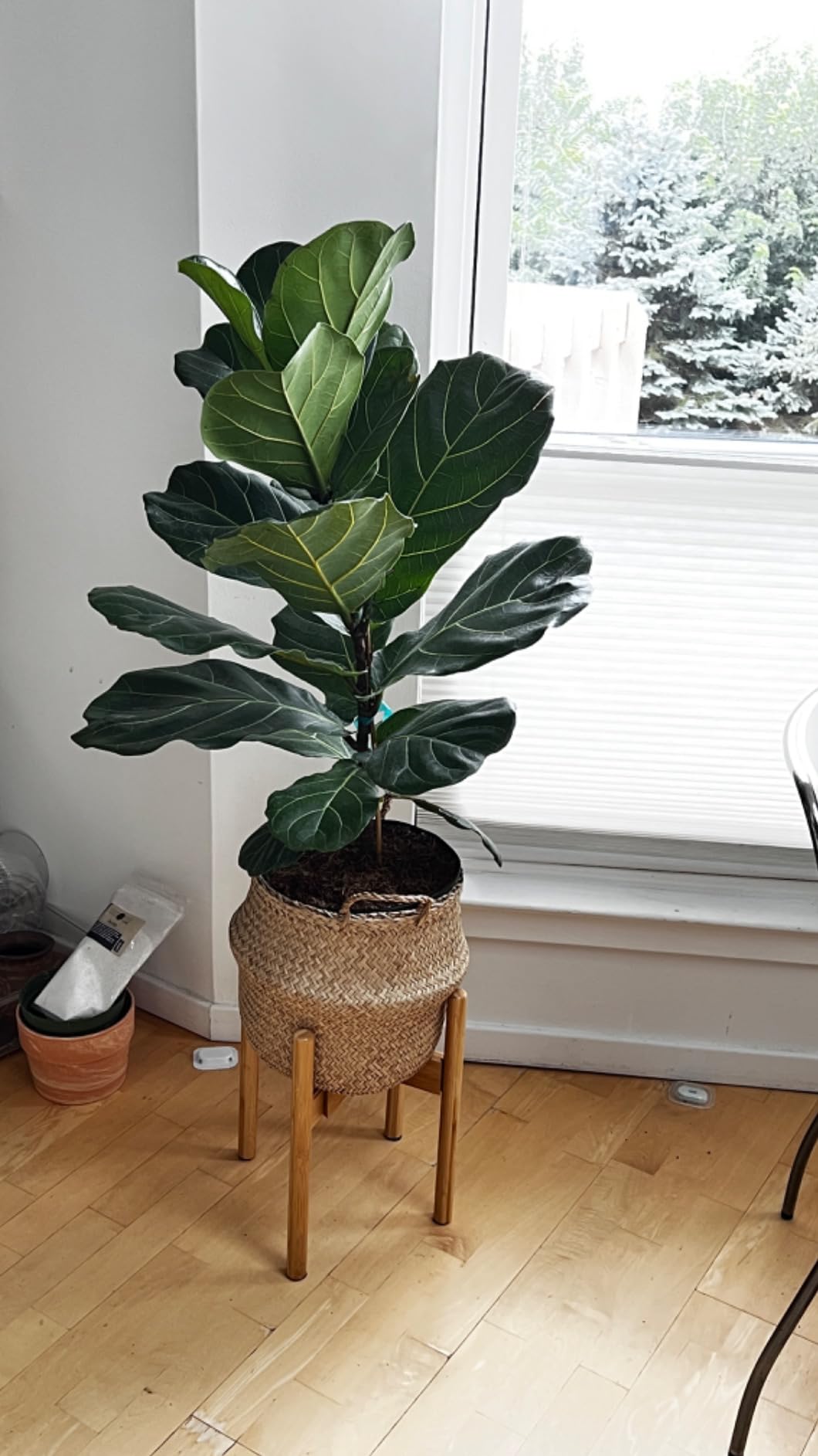 $8/mo - Finance Costa Farms Fiddle Leaf Fig Tree, Ficus Lyrata Live ...