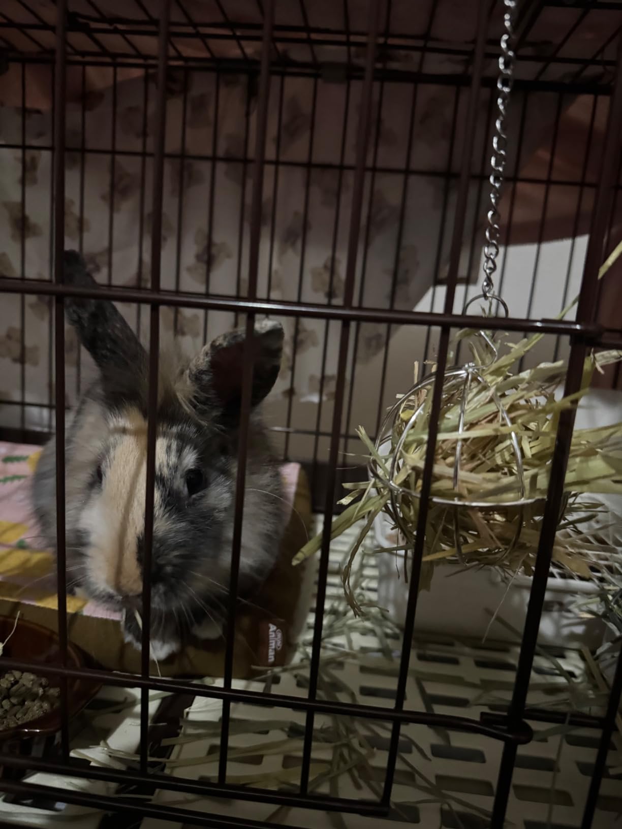 Amazon | TK.Felly チモシー入れ ボール ウサギの草入れ 牧草入れ チモシーボール 牧草ポット チンチラ 牧草 草入れ エサ入れ ウサギ | TK.Felly | 食器・ボウル 通販