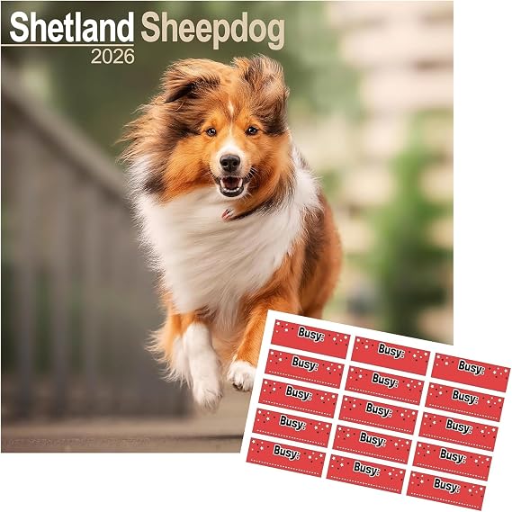 Shetland Sheepdog Calendar 2026 | Square Dog Breed Sheltie Wall ...