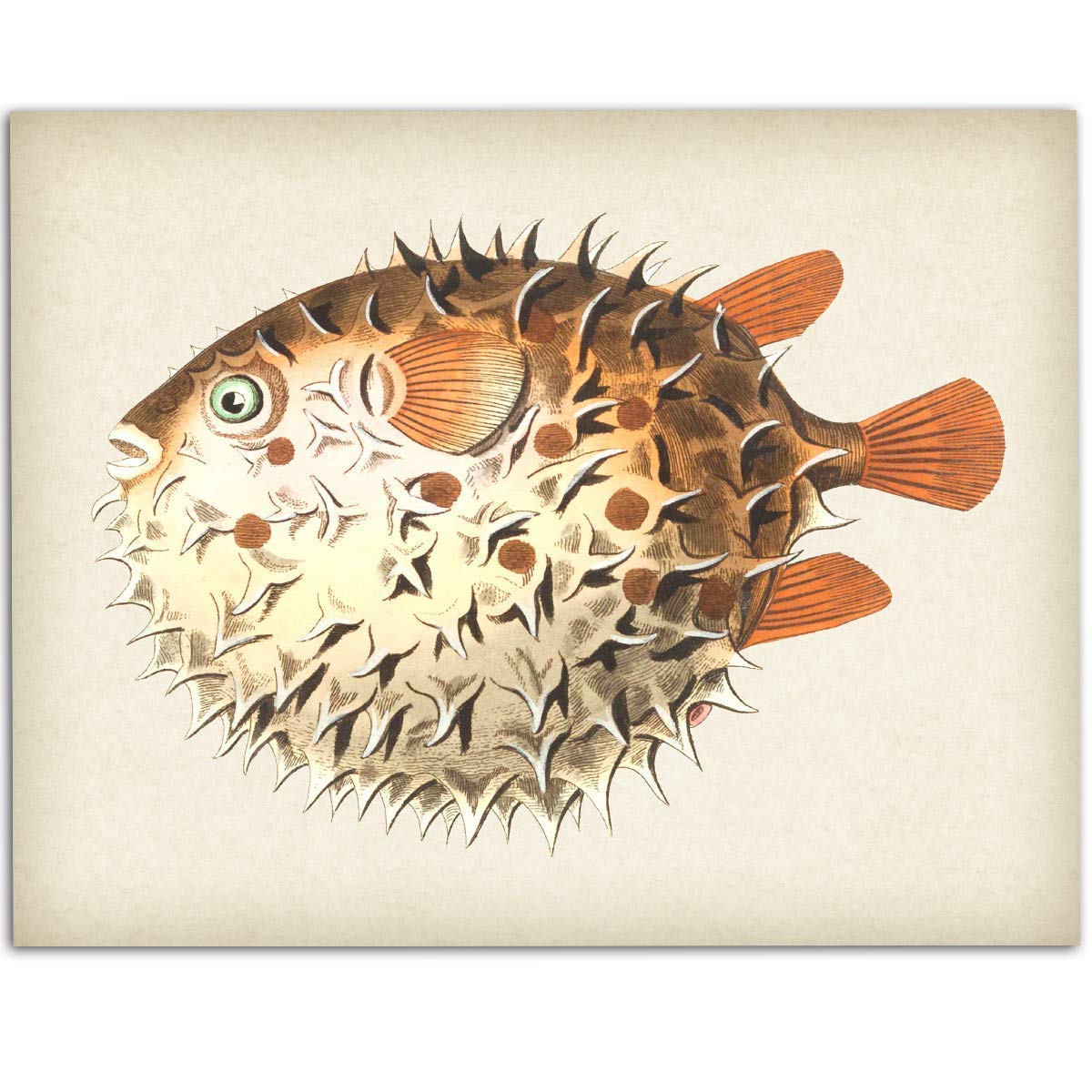 Amazon.com: Pufferfish Print - Unique Ocean Animal Print, Lake House ...