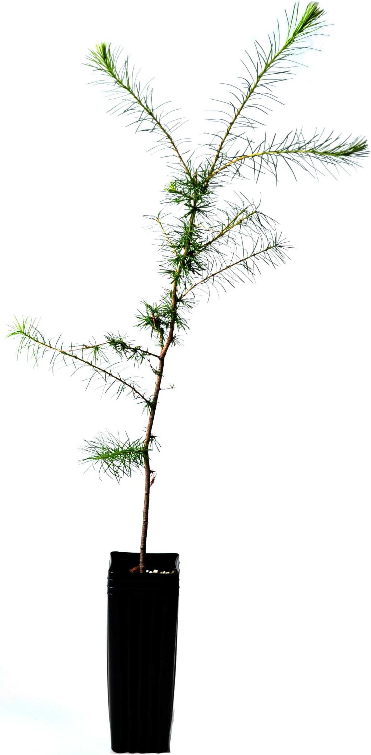 Amazon.com : New Fresh 30pcs Yellow Larch Tamarack Tree Seeds Generic ...