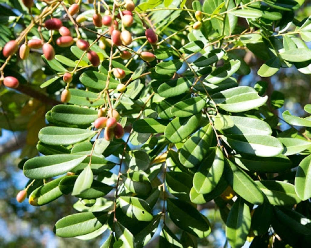 Indiana Bitterwood Dysentery-bark Simarouba glauca Paradise Tree ...