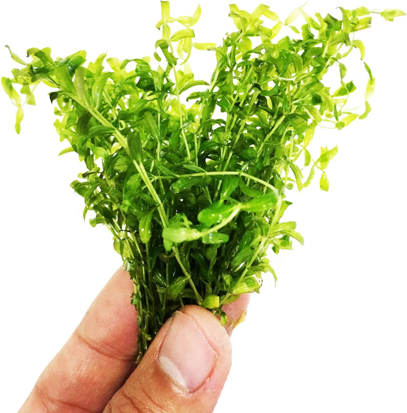 Amazon.com: Pearl Weed Micranthemum micranthemoides Live Aquarium Plant ...
