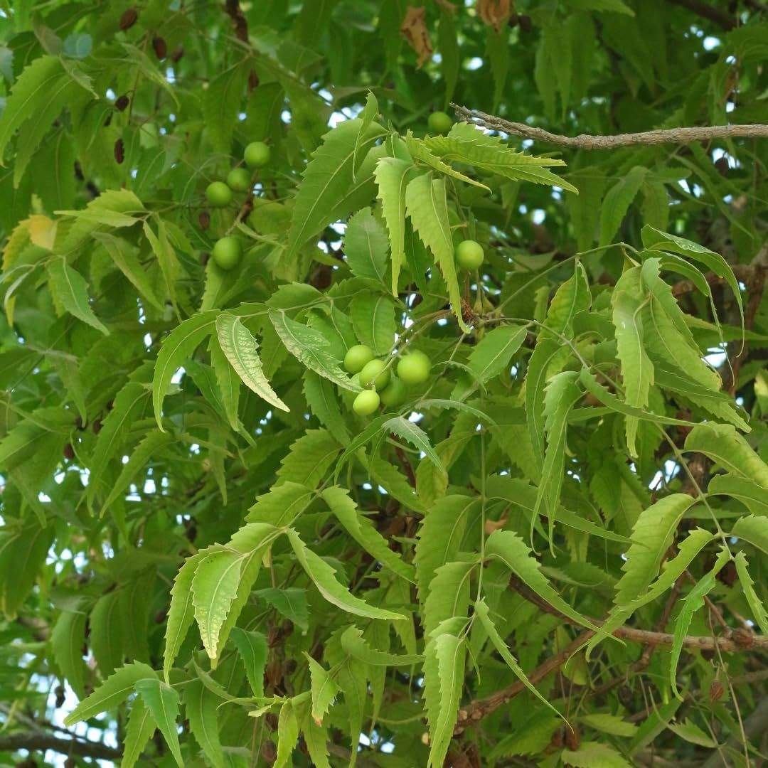 M-Tech Gardens Indian Neem Medicinal Herb Plant (Azadirachta indica ...