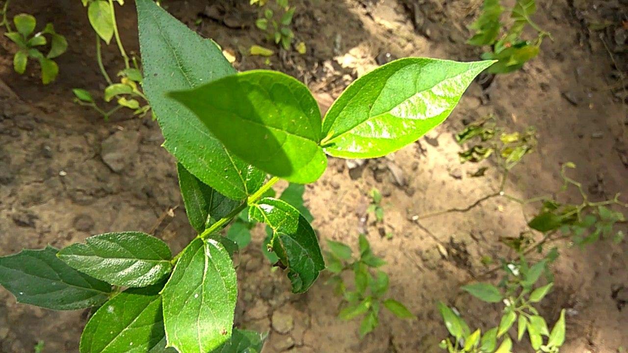 Kapebonavista® Har Singar Parijat Shefali Rat ki Rani Jasmine ...