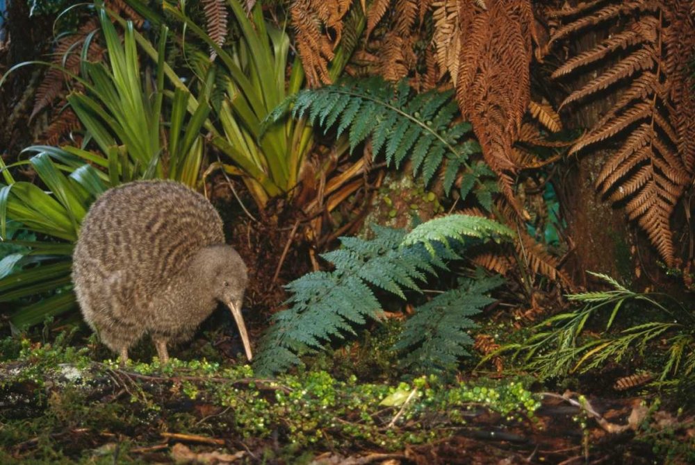 Great Spotted Kiwi Male in Rainforest Habitat New Zealand Poster Print ...