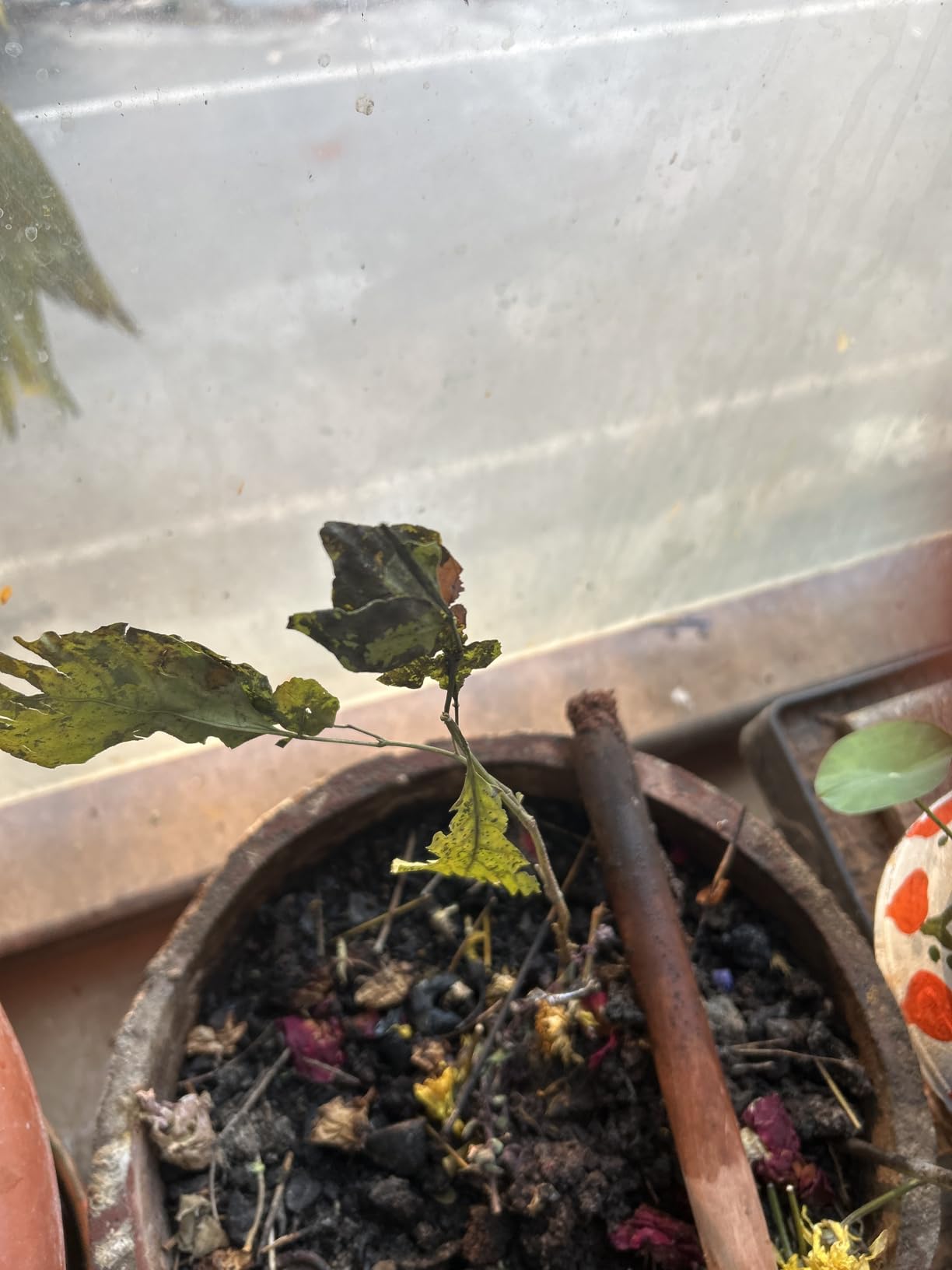 Live Maha Vilvam/Bel Patra Plant – Aegle Marmelos, 20 cm Green Sapling ...