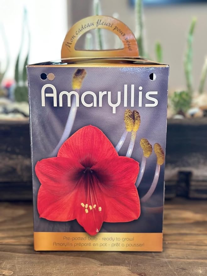 Amazon.com : Amaryllis Grow Kit - Pre Potted Amaryllis Bulb in Gift Box ...