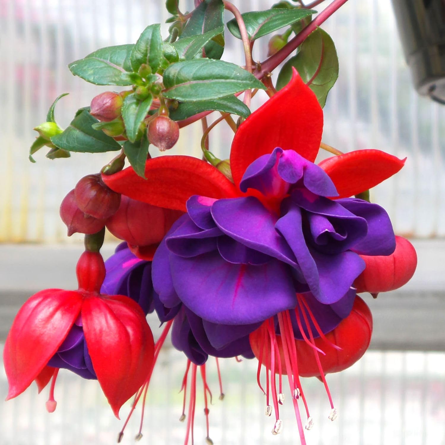 Amazon.com : Set 2 of Fuchsia Plants, Fuchsia Live Plant, 4 to 7 Inc ...