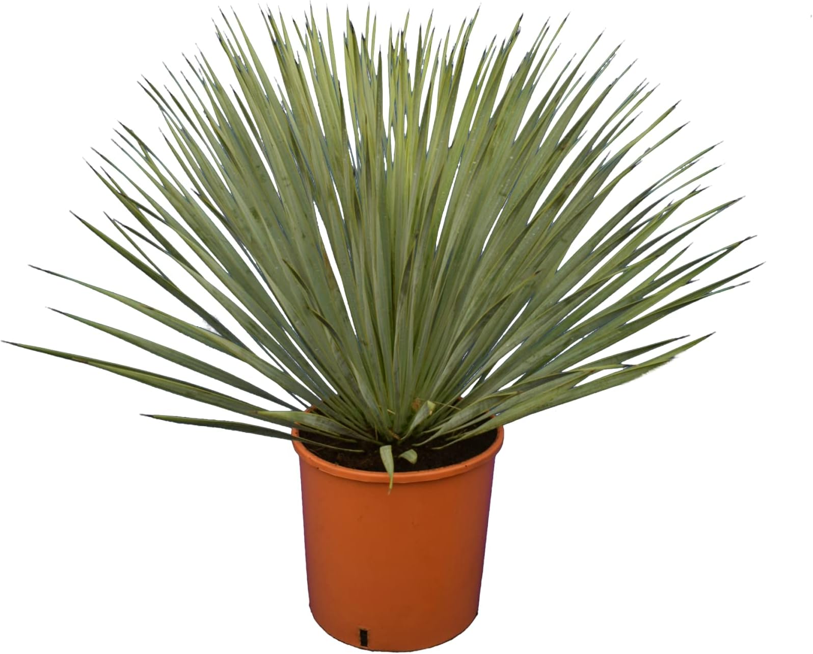 Winterharte Yucca Palmlilie - Yucca gloriosa - verschiedene Größen (60 ...