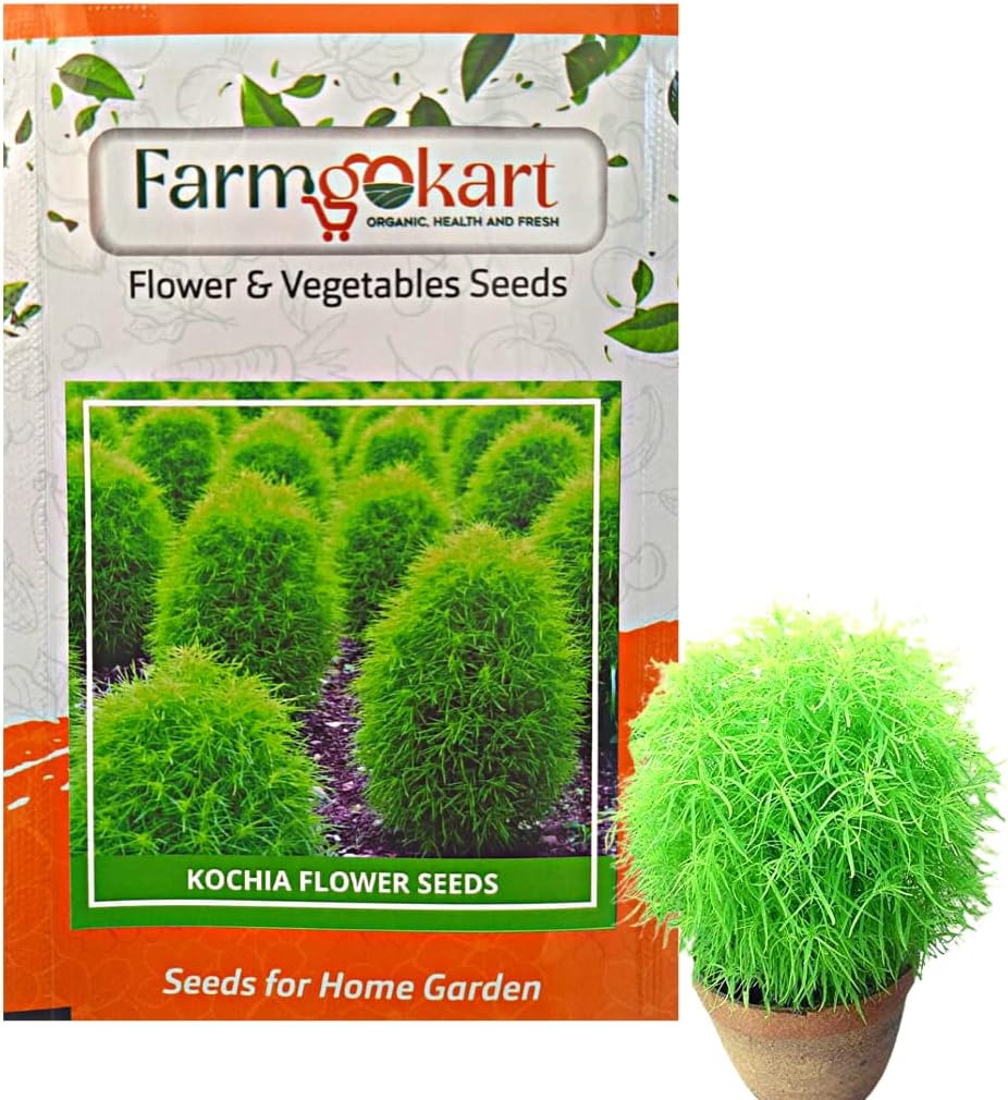 PACK OF 5000 SEEDS OF KOCHIA FLOWER SEEDS | GROWER/NURSERY PACK FOR ...