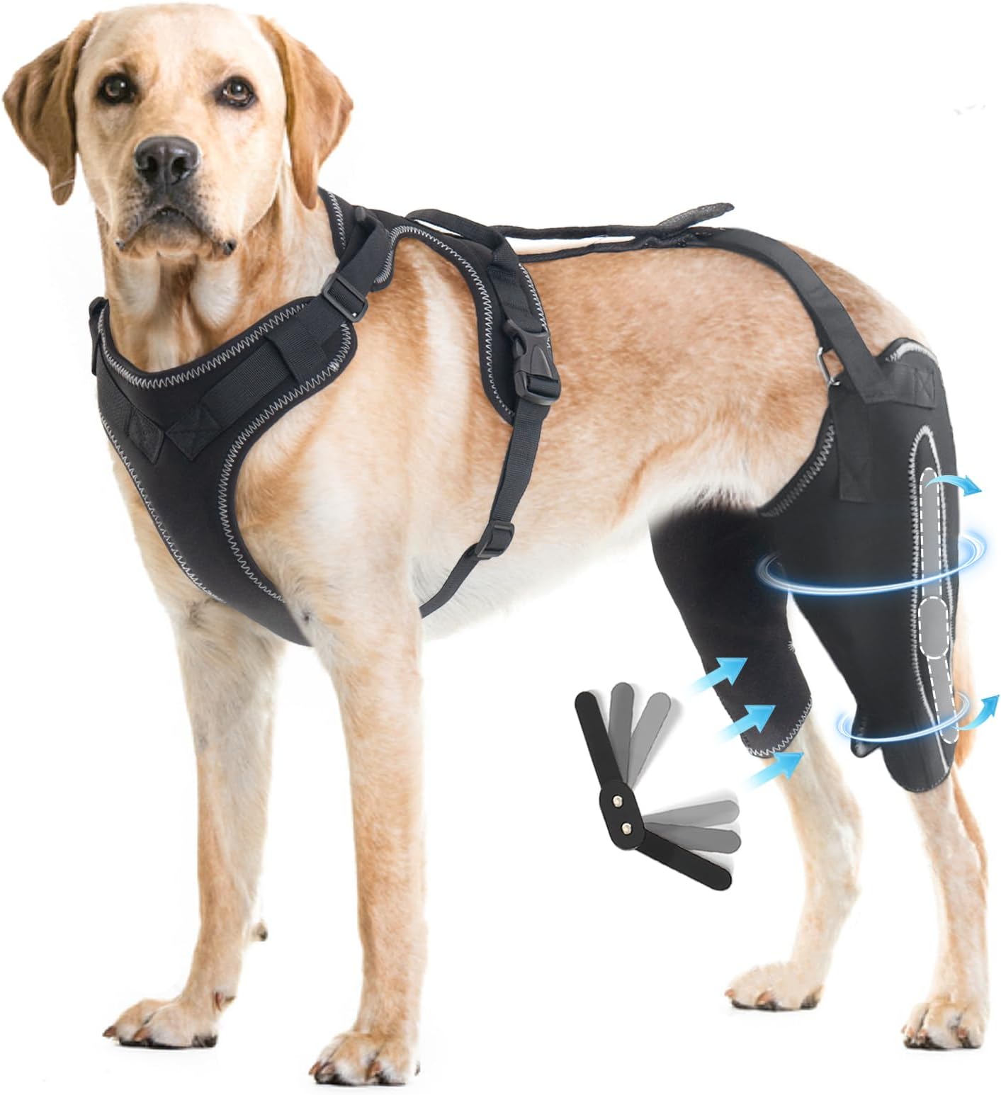 Amazon.com : Landwill Dog Knee Brace for Cruciate Ligament Injury Joint ...