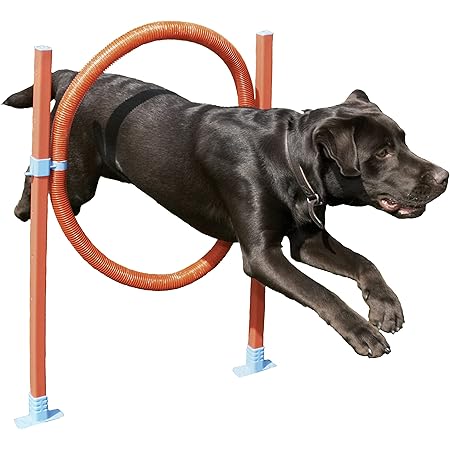 Amazon.com: Agility Hoop - Dog play & exercise toy : Everything Else