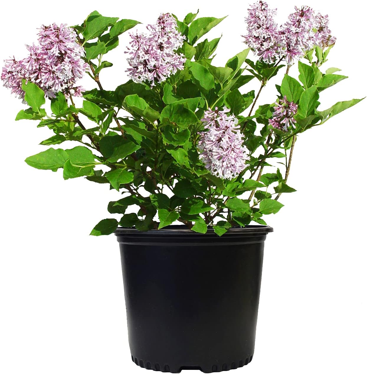 Amazon.com : Lilac Bushes Live Plant Syringa, Syringa Light Pink to ...
