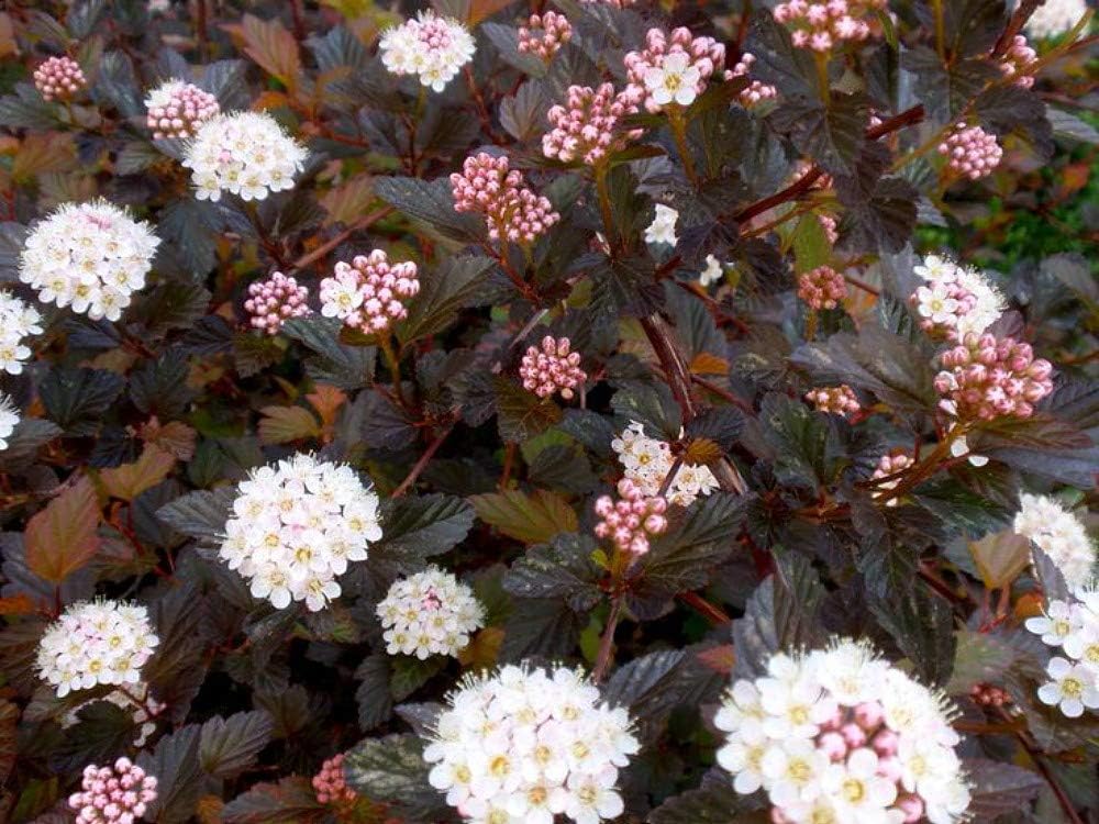 Amazon.com : Summer Wine® Black Ninebark Shrub - New - Showy Flower ...