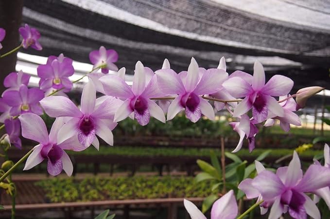 Royal Paradise Garden Rare Dendrobium Orchid Caesar Jumbo 1 Small ...