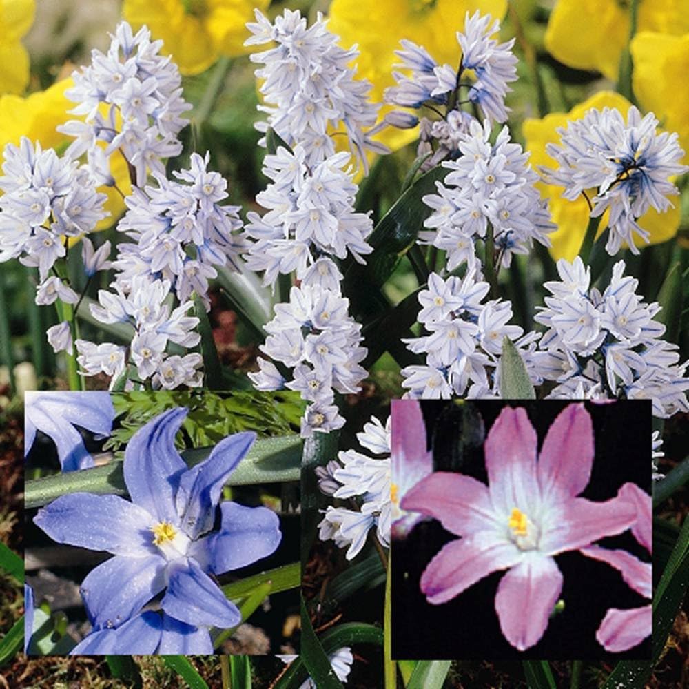 Amazon.com : Snowdrift Collections - 60 flower bulbs : Flowering Plants ...