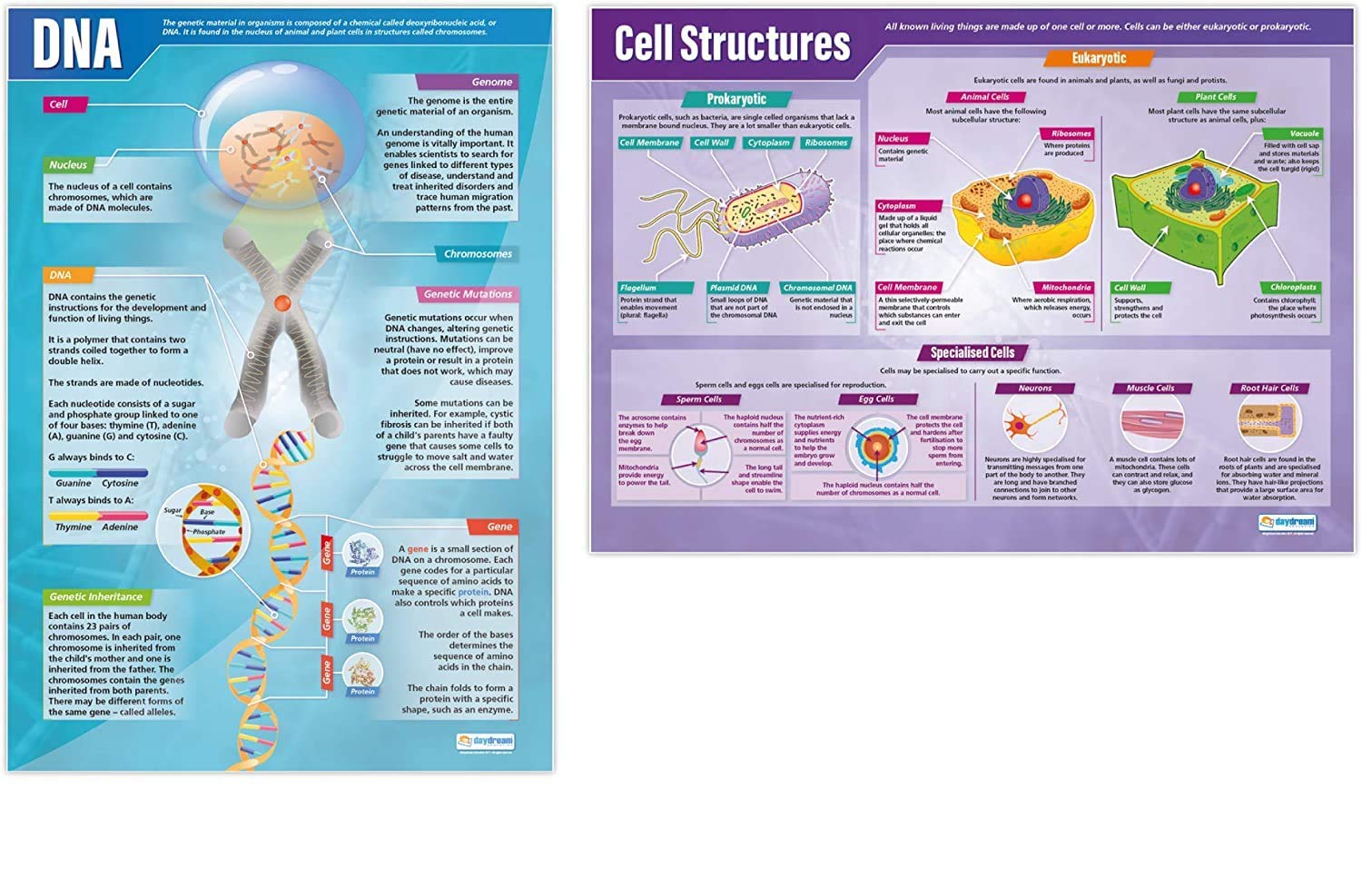 DNA And Cell Structure Posters Set Of 2 Science Posters Laminated dna-and-cell-structure-posters-set-of-2-science-posters-laminated