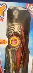 Amazon.com: SmartLab Toys Squishy Human Body with 21 Removable Body ...