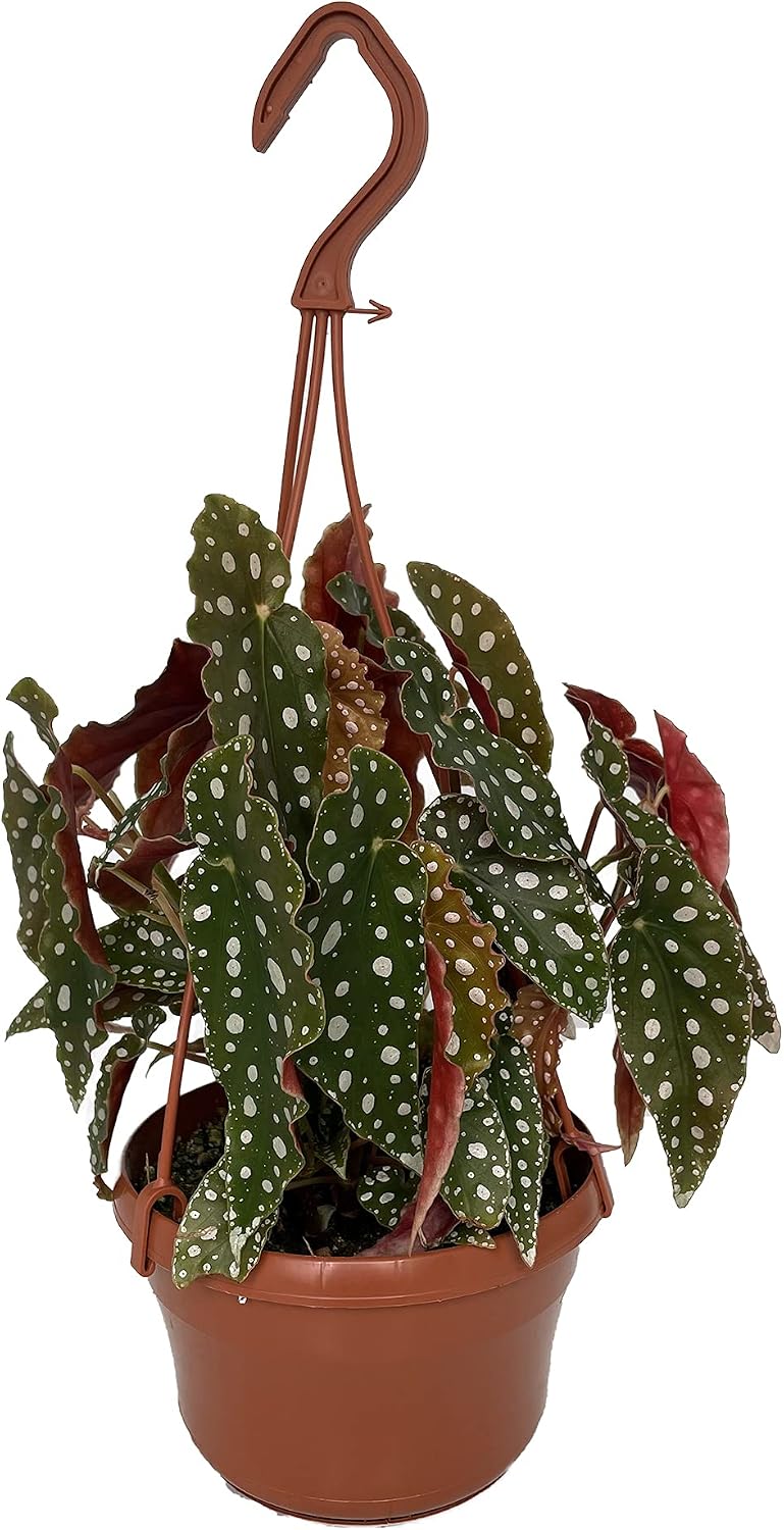 Amazon.com : Rare Polka Dot Bat Wing Begonia Plant - Begonia maculata ...