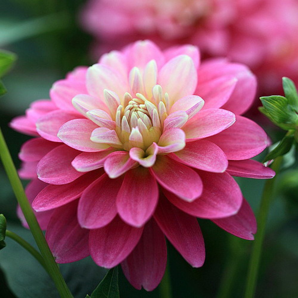 Buy Rembrandt Gallery Dahlia - 2 Root Clumps - Dwarf Online at ...