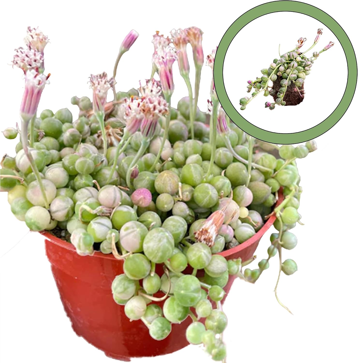 Amazon.com : Variegated String of Pearls Starter Plant : Patio, Lawn ...