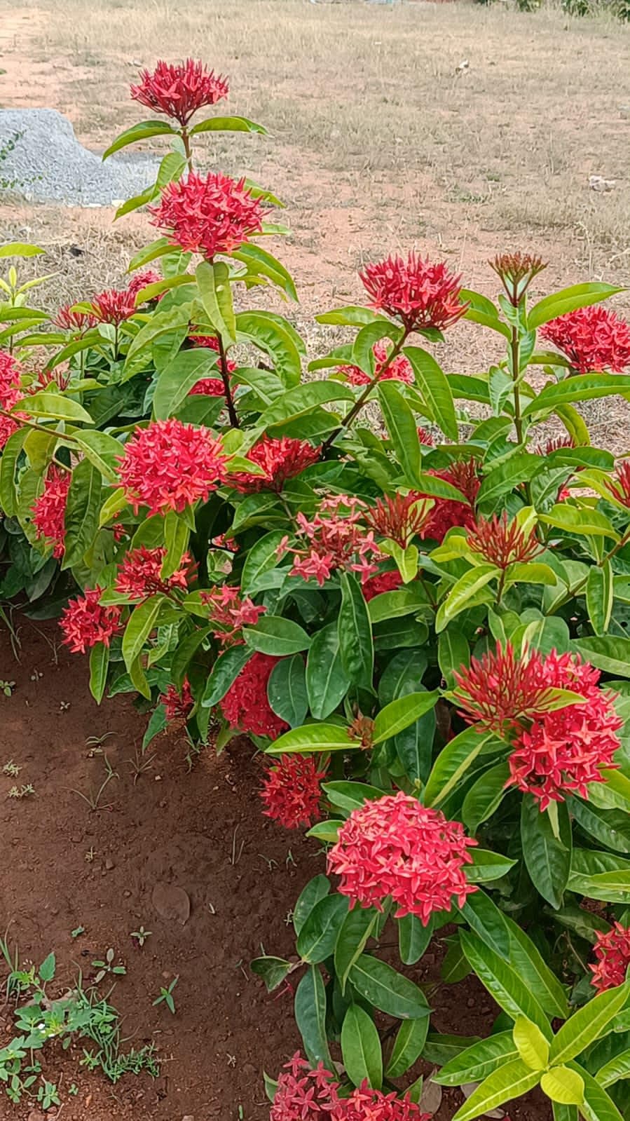 HALARI NPK 20 20 20 Fertilizer for All Garden and Pot Plants Complete ...