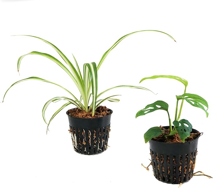 Amazon.com: Josh's Frogs Pac-Man Frog Vivarium Bioactive Plant Kits ...