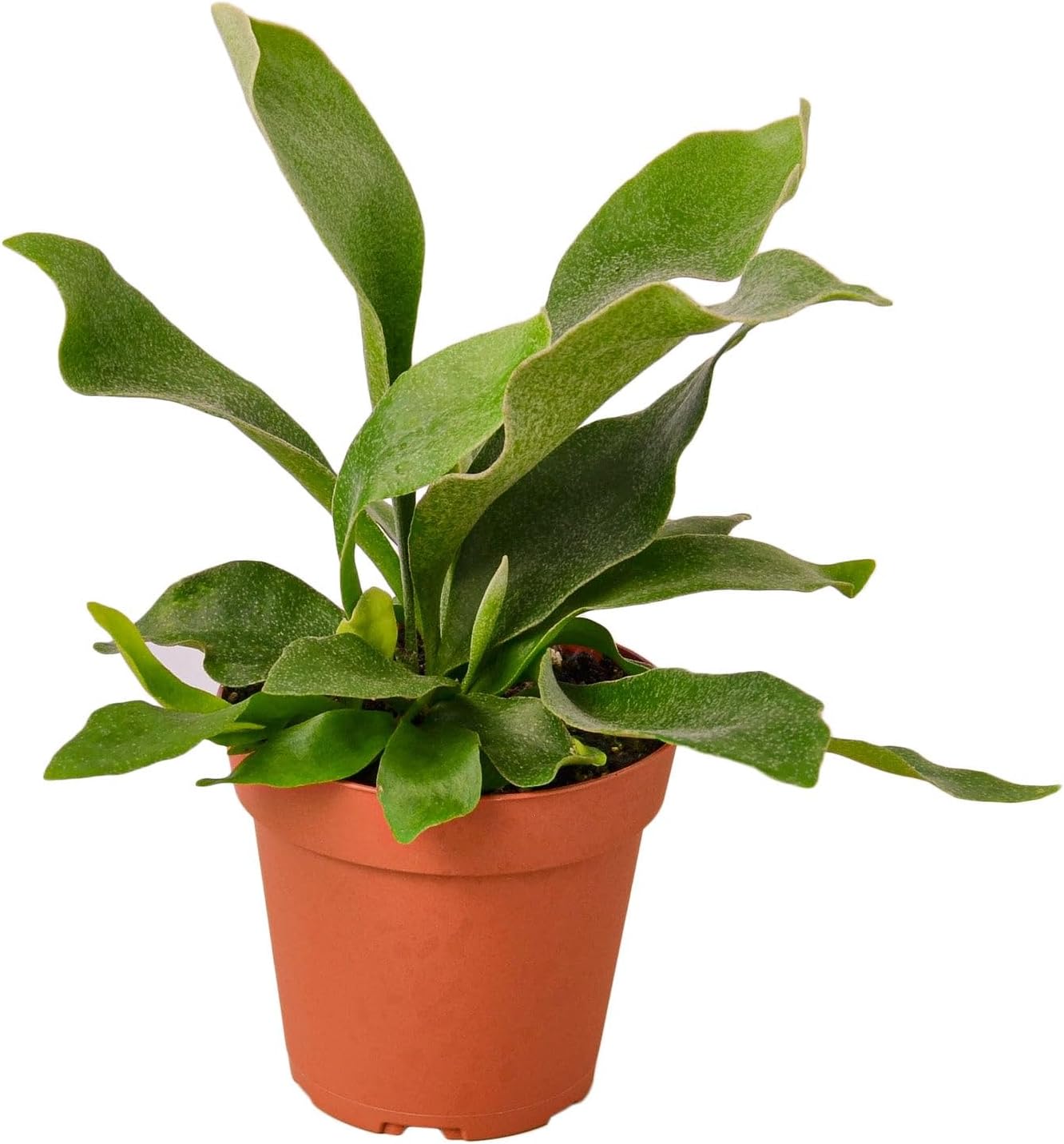 Amazon.com : Elkhorn Fern in 4'' Pot | Live Plant for Indoor | House ...