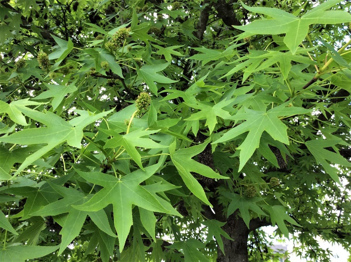 Buy 40 American Sweetgum Tree for ing Sweet Gum Tree Liquidambar ...