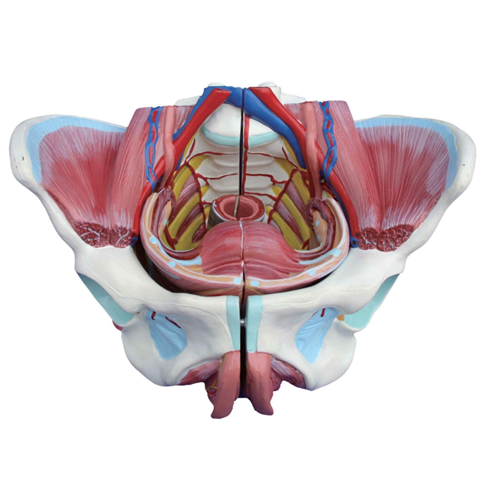 Buy Female Pelvic Model, Medical Anatomical Pelvic Model with Genital ...
